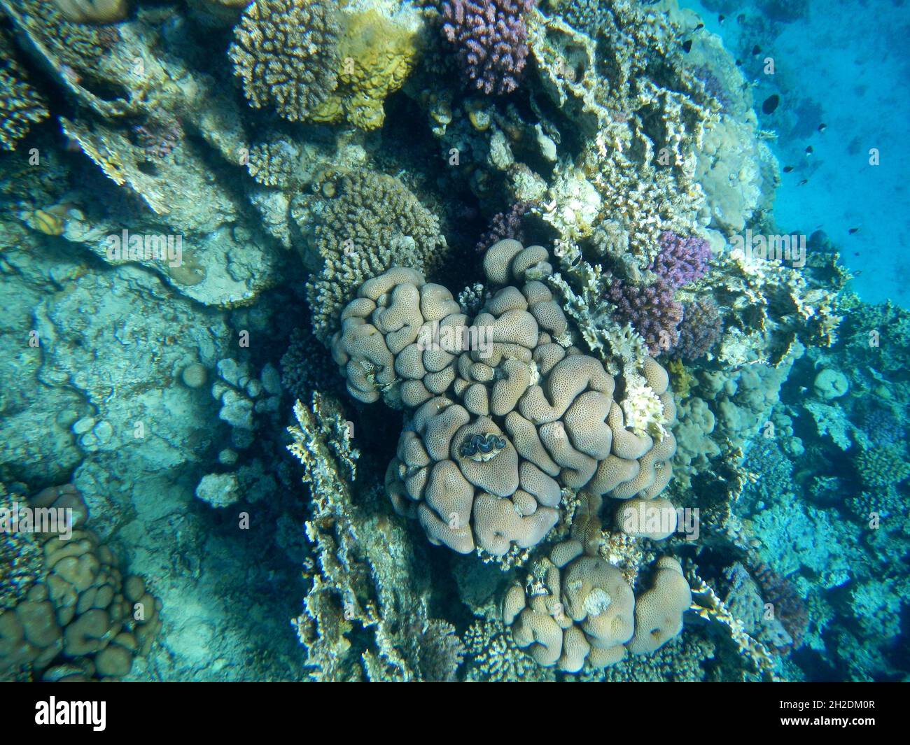 Koralle und Muschel / Coral and Shell Stock Photo - Alamy