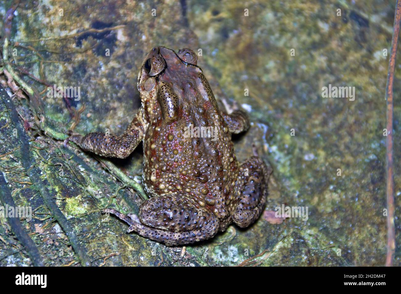 South Asian garden toad (Bufo melanostictus) in Vietnam rain forest ...