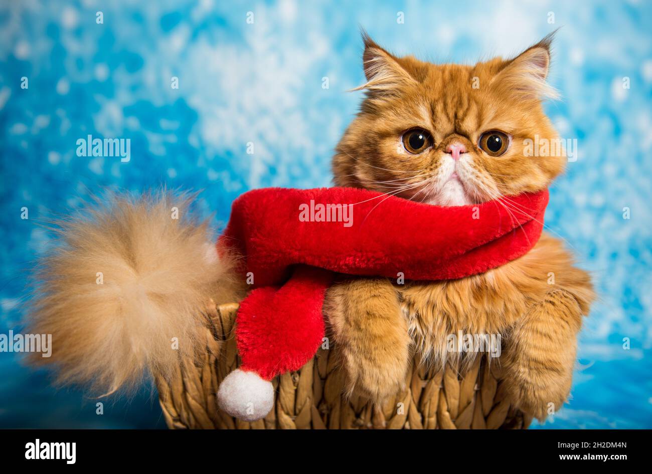 Red Persian cat in red Santa Claus scarf on Christmas Stock Photo - Alamy