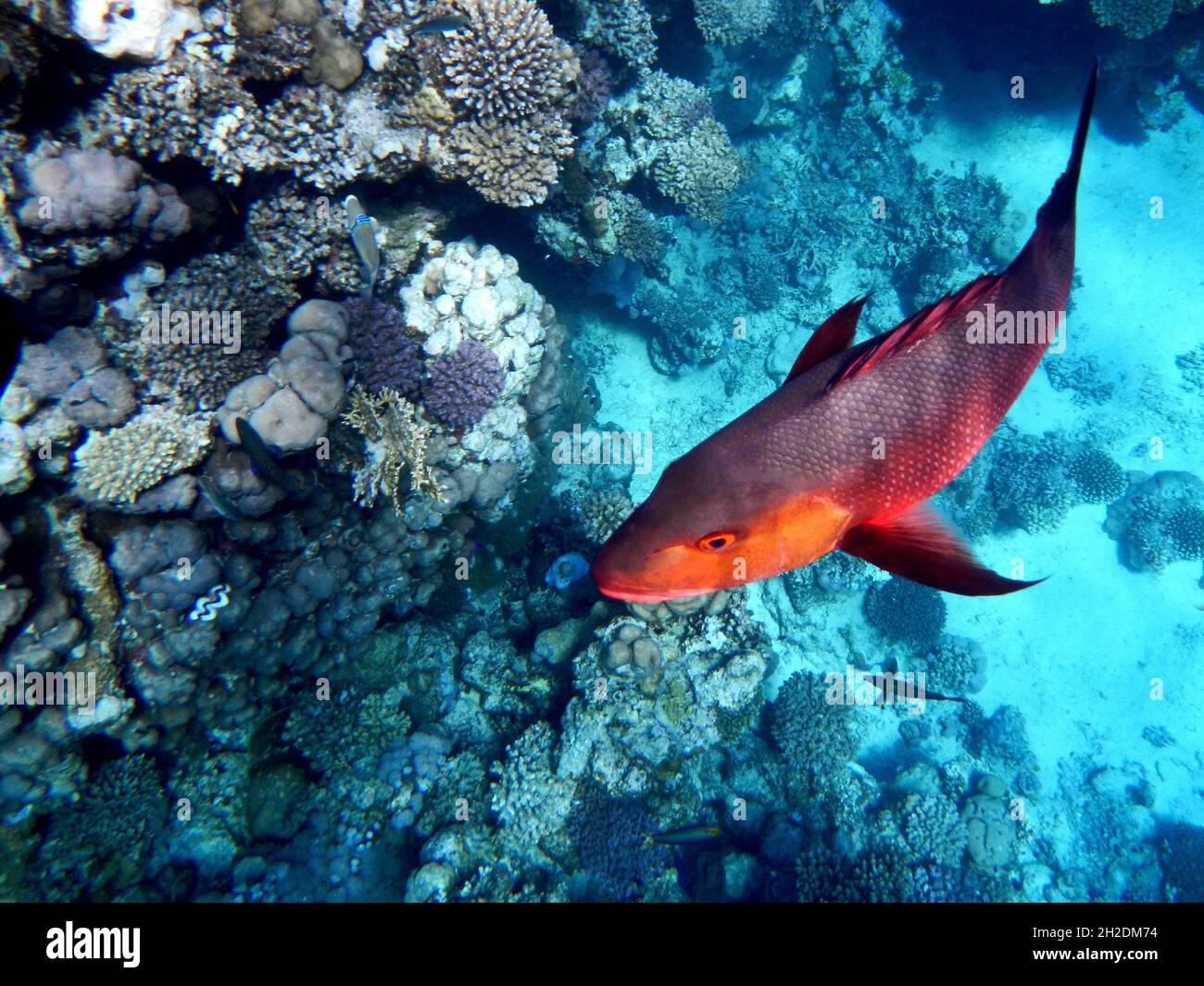 Kupferschnapper oder Doppelfleck-Schnapper / Two-spot red snapper or ...