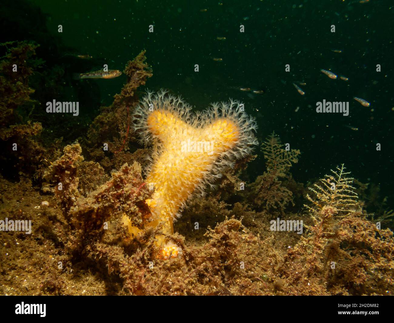 A close-up picture of the soft coral dead man's fingers or Alcyonium ...