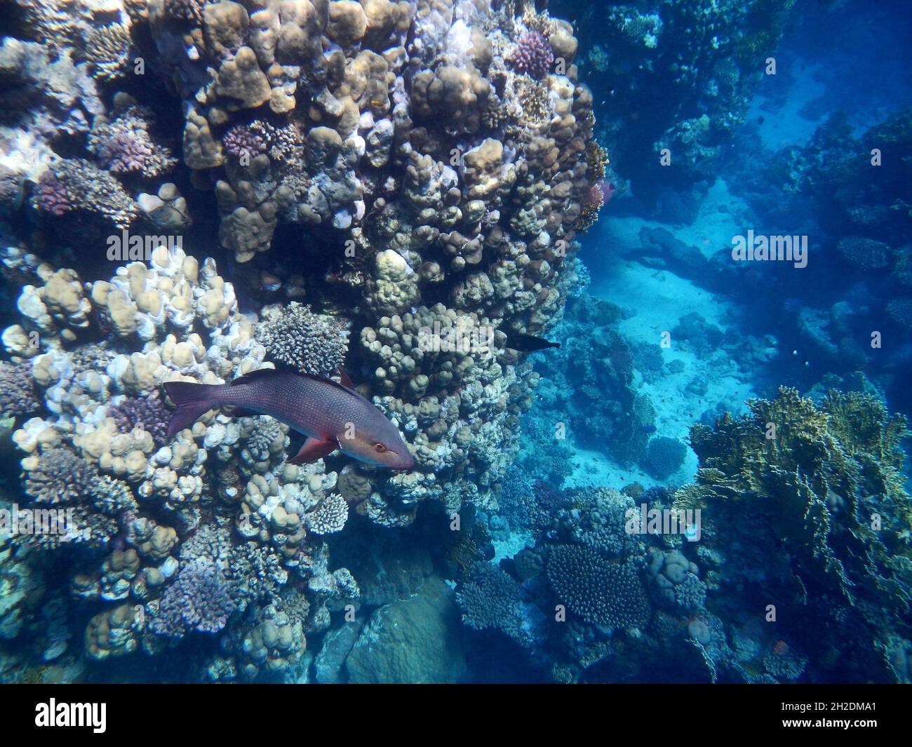Two spot red snapper hi-res stock photography and images - Alamy