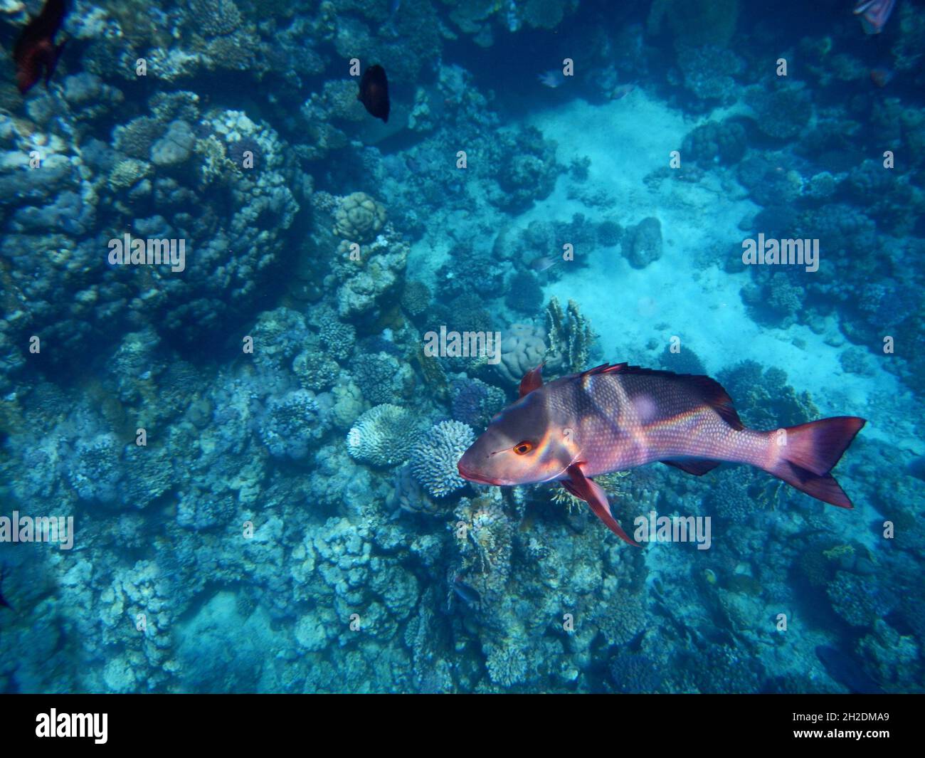 Kupferschnapper oder Doppelfleck-Schnapper / Two-spot red snapper or ...