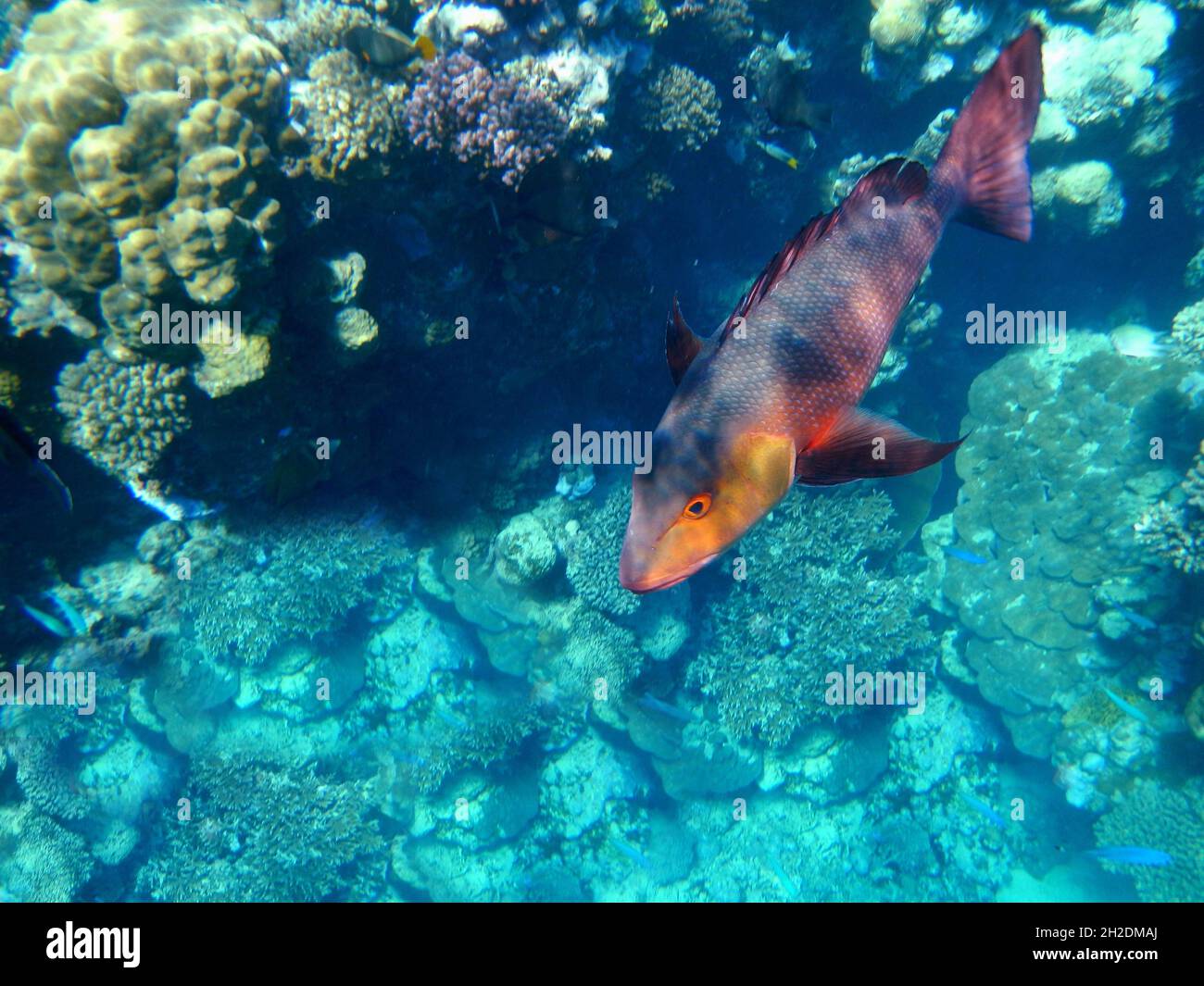 Kupferschnapper oder Doppelfleck-Schnapper / Two-spot red snapper or ...