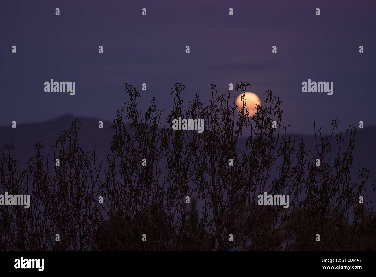 Silhouettes of high grass branches with blurred dark sky. Spooky full ...
