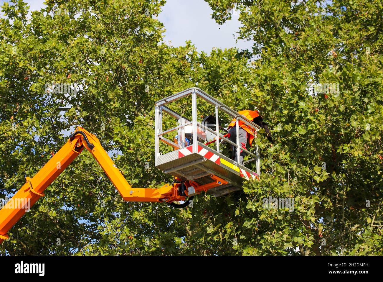 Workers on the working platform during tree cutting or tree maintenance ...