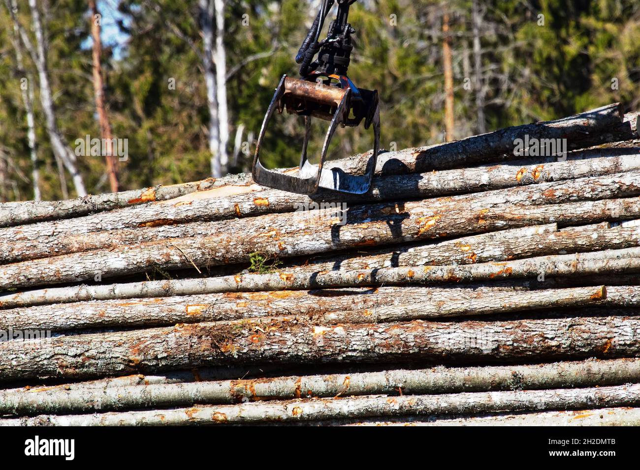 Forest industry. Operations for loading-unloading logging truck at ...