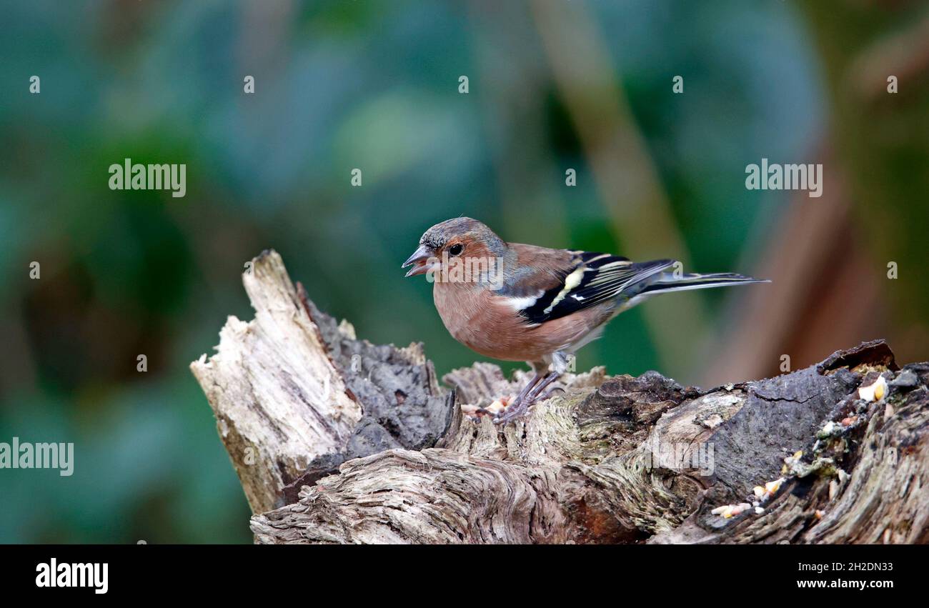 Male chaffinch foraging for food in the woods Stock Photo - Alamy