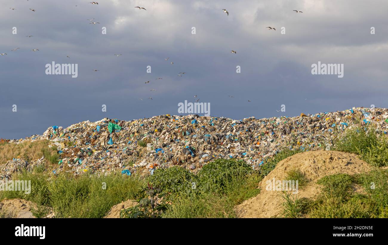 Birds over the garbage dump hi-res stock photography and images - Alamy