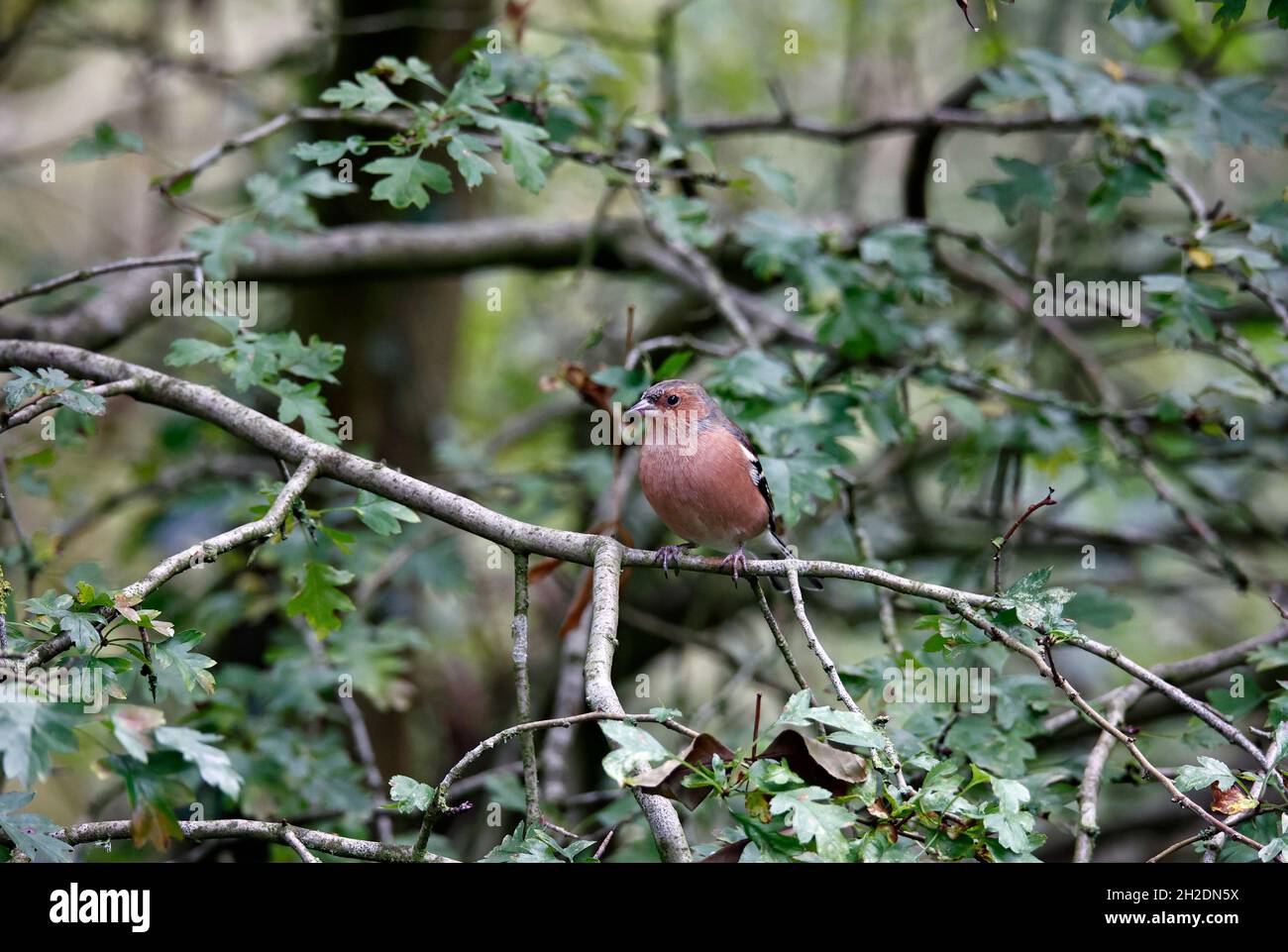 Male chaffinch foraging for food in the woods Stock Photo - Alamy