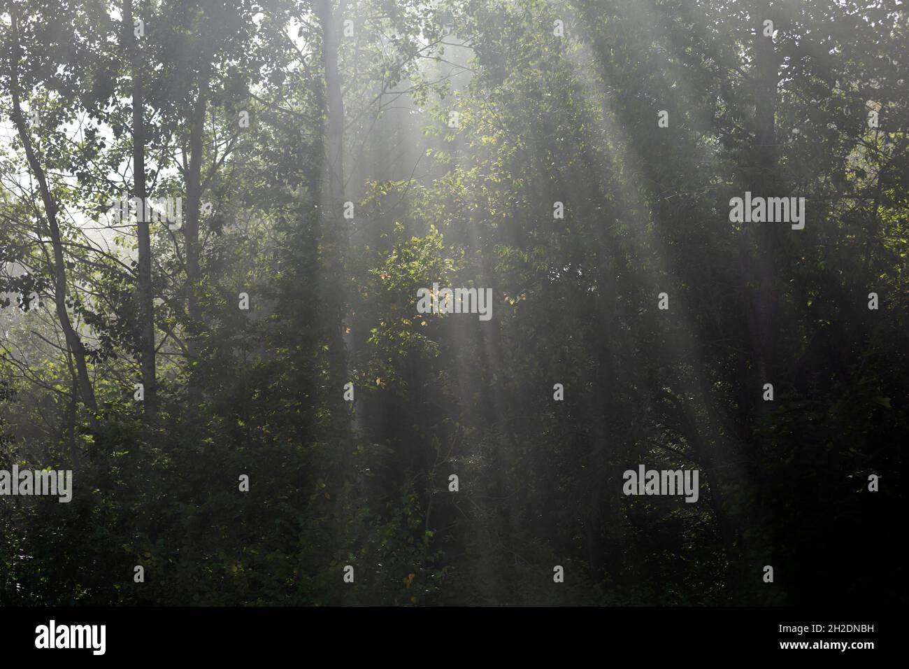 Foggy morning in the forest with sun rays shining through the foliage ...
