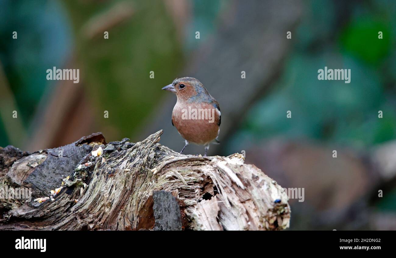 Male chaffinch foraging for food in the woods Stock Photo - Alamy