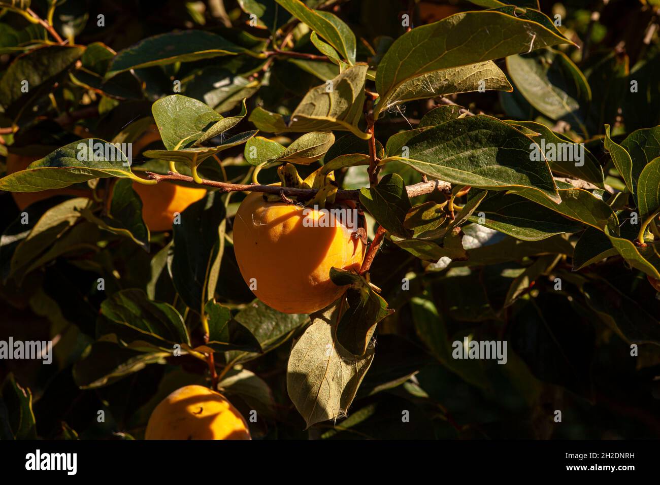 Persimmon trees with persimmons on tree branches. Garden with a crop Stock Photo - Alamy