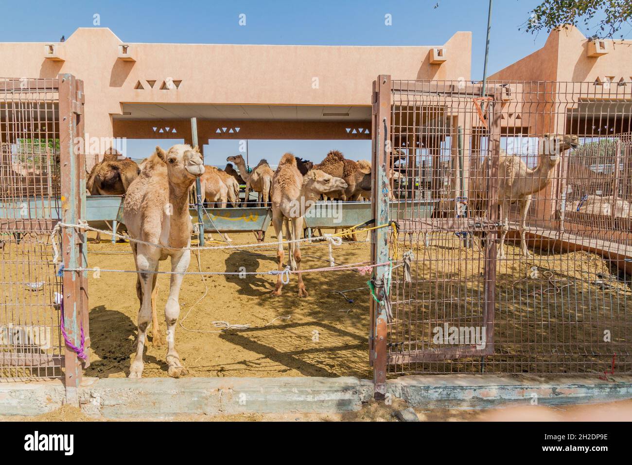 Camel cages at the Animal Market in Al Ain, UAE Stock Photo - Alamy