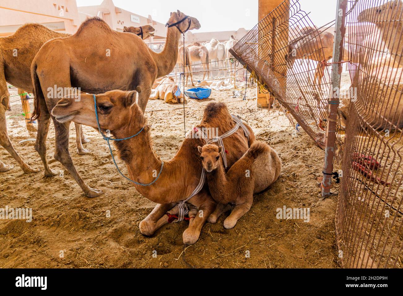 Camel cage at the Animal Market in Al Ain, UAE Stock Photo - Alamy