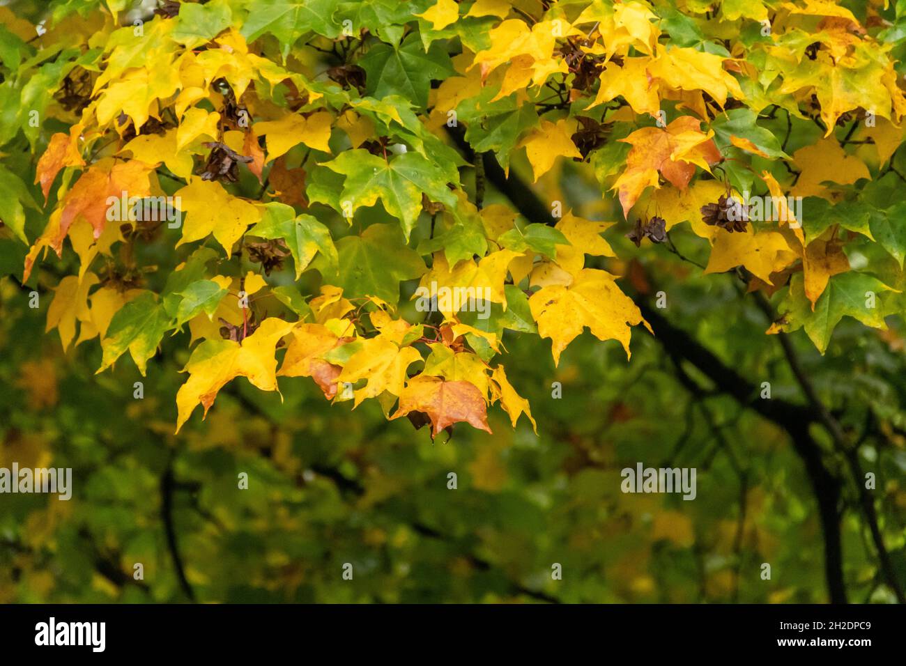 Tree changing from summer to autumn hi-res stock photography and images ...