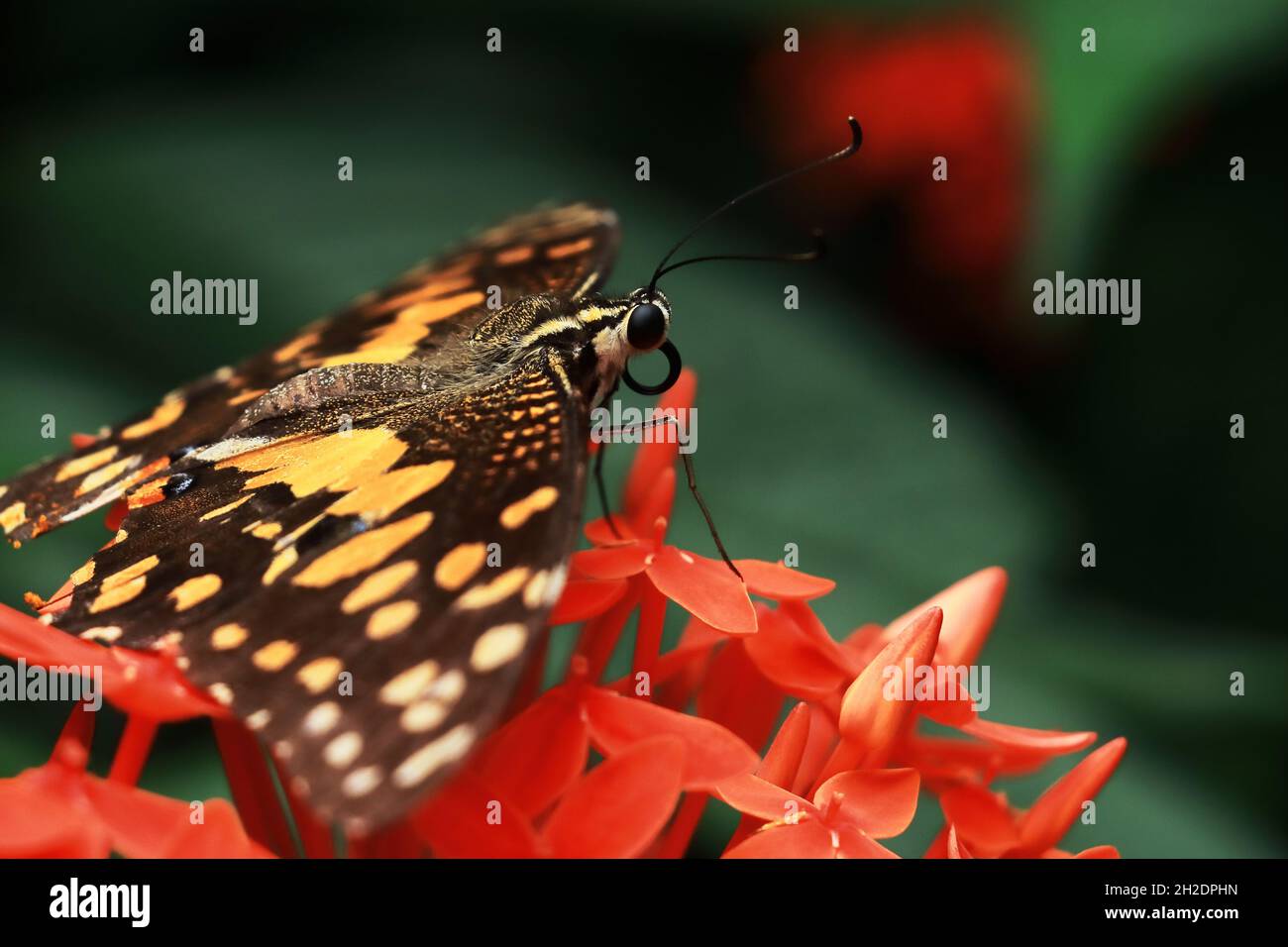 Butterflies of india hi-res stock photography and images - Alamy