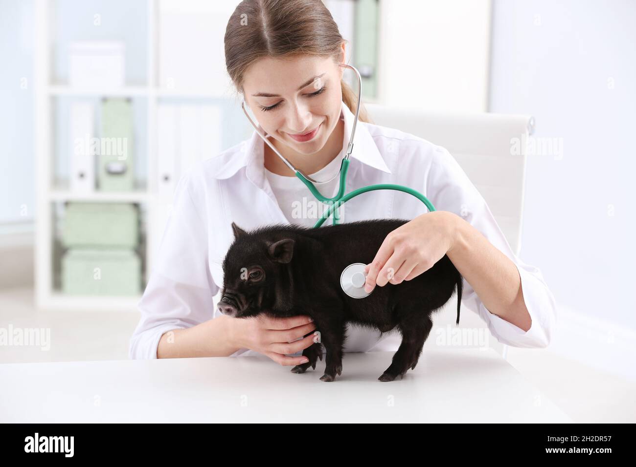 Female veterinarian examining cute mini pig in hospital Stock Photo - Alamy