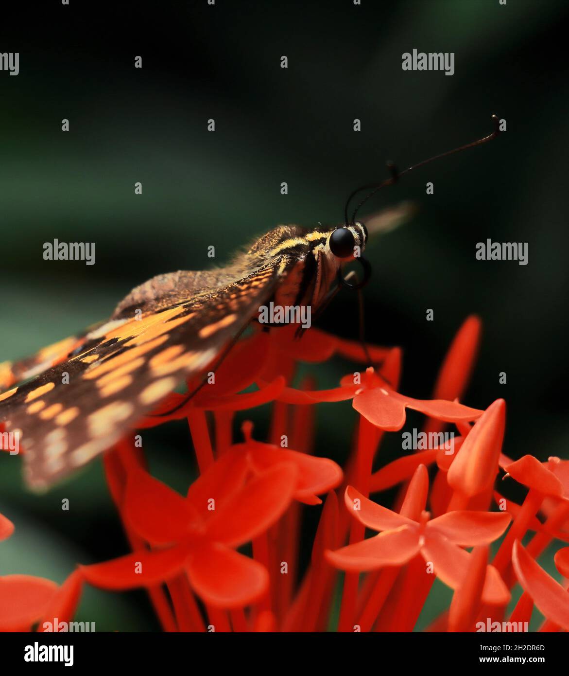 Butterflies of india hi-res stock photography and images - Alamy
