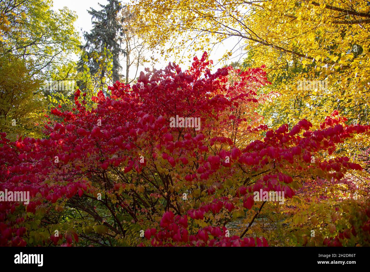 A bright bush with red leaves on a background of yellowed trees. Autumn ...