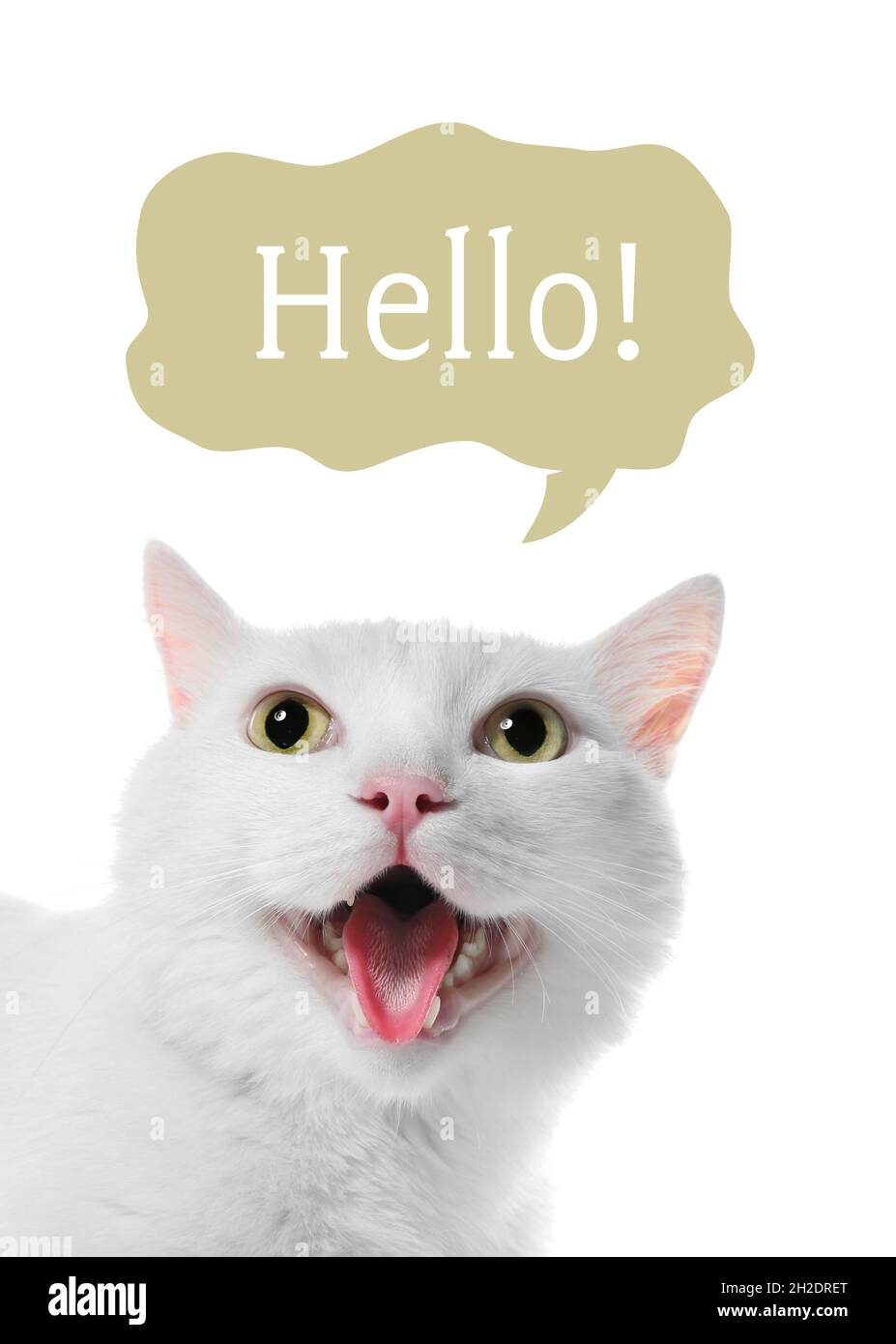 Funny cat with speech bubble and word HELLO on white background Stock ...