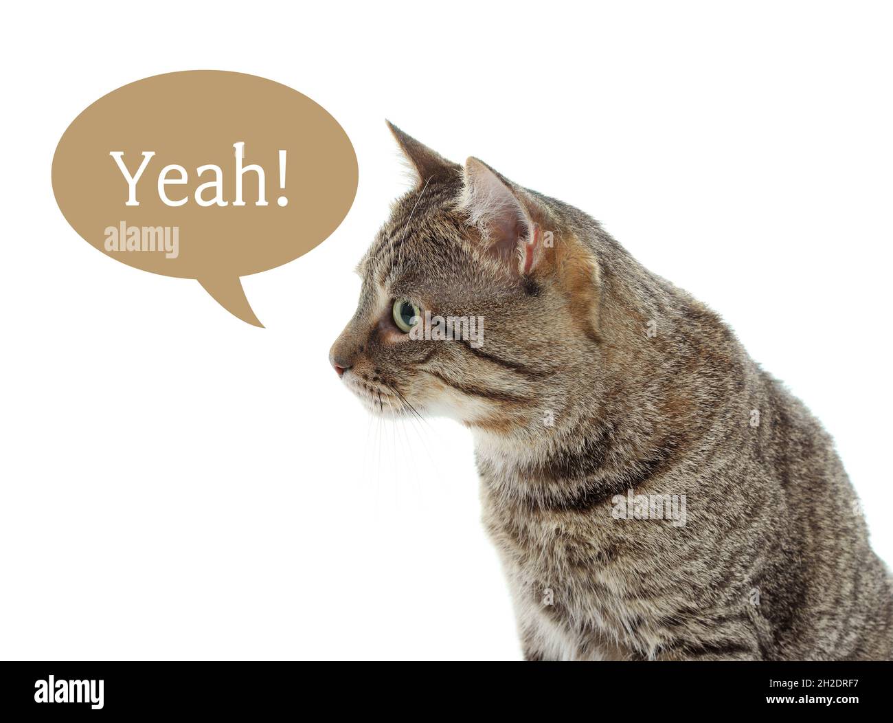 Funny Cat Pics With Words