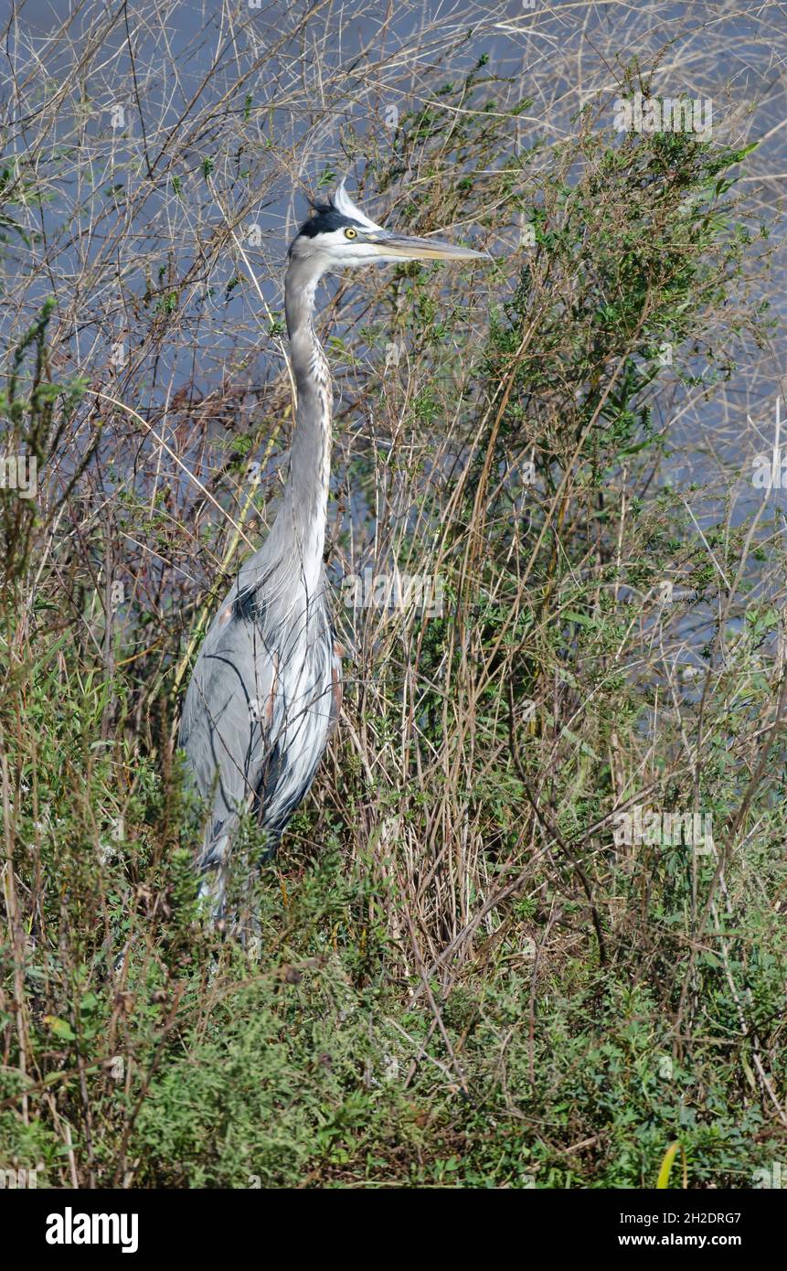Heron bird predator hi-res stock photography and images - Alamy