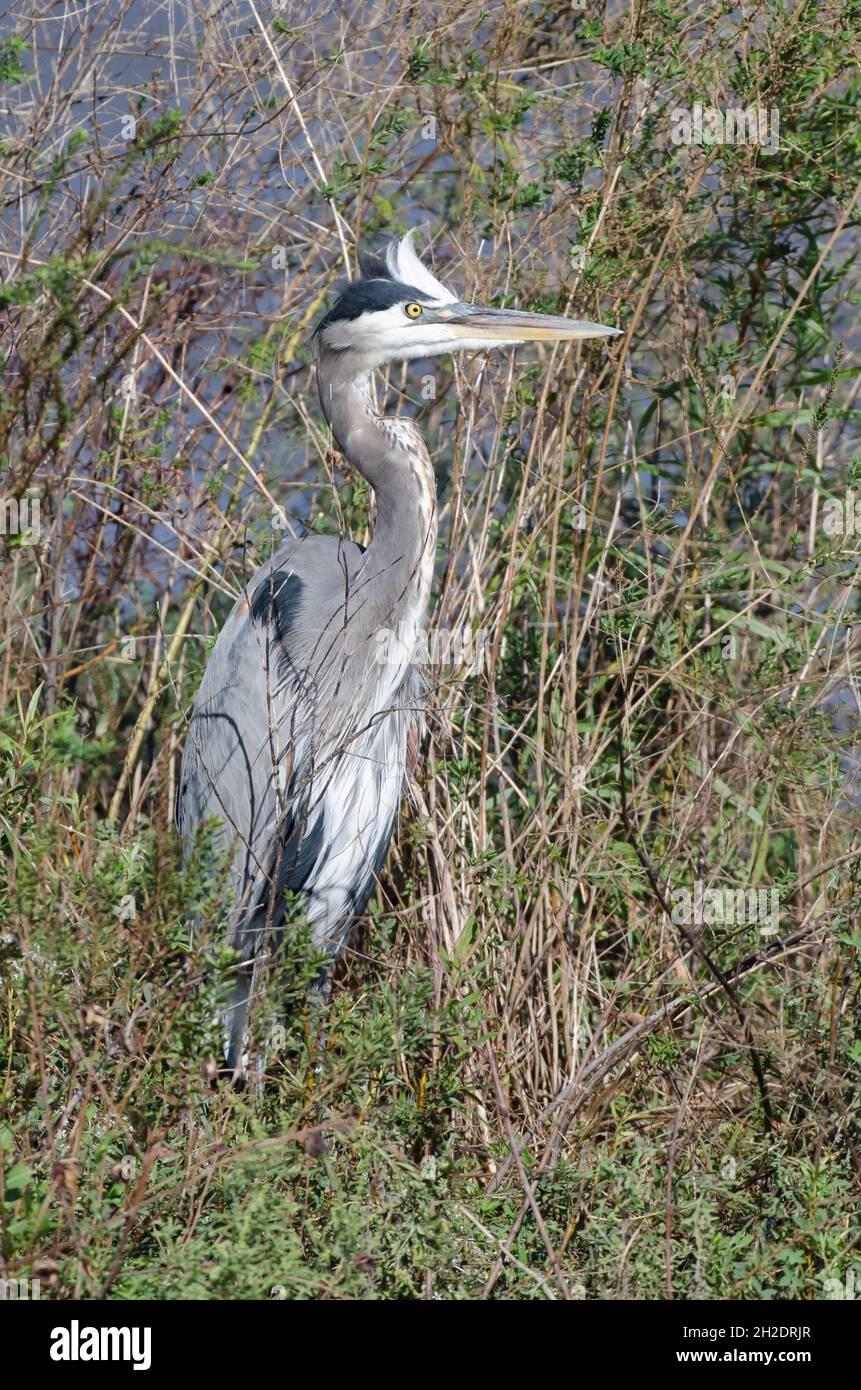 Heron bird predator hi-res stock photography and images - Alamy
