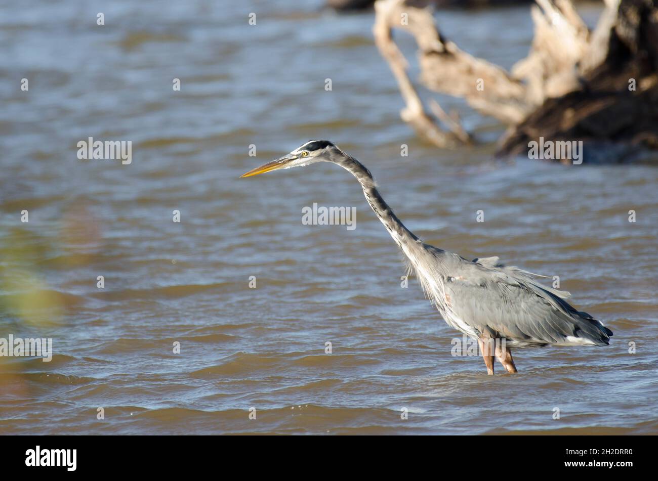 Stalking bird hi-res stock photography and images - Alamy