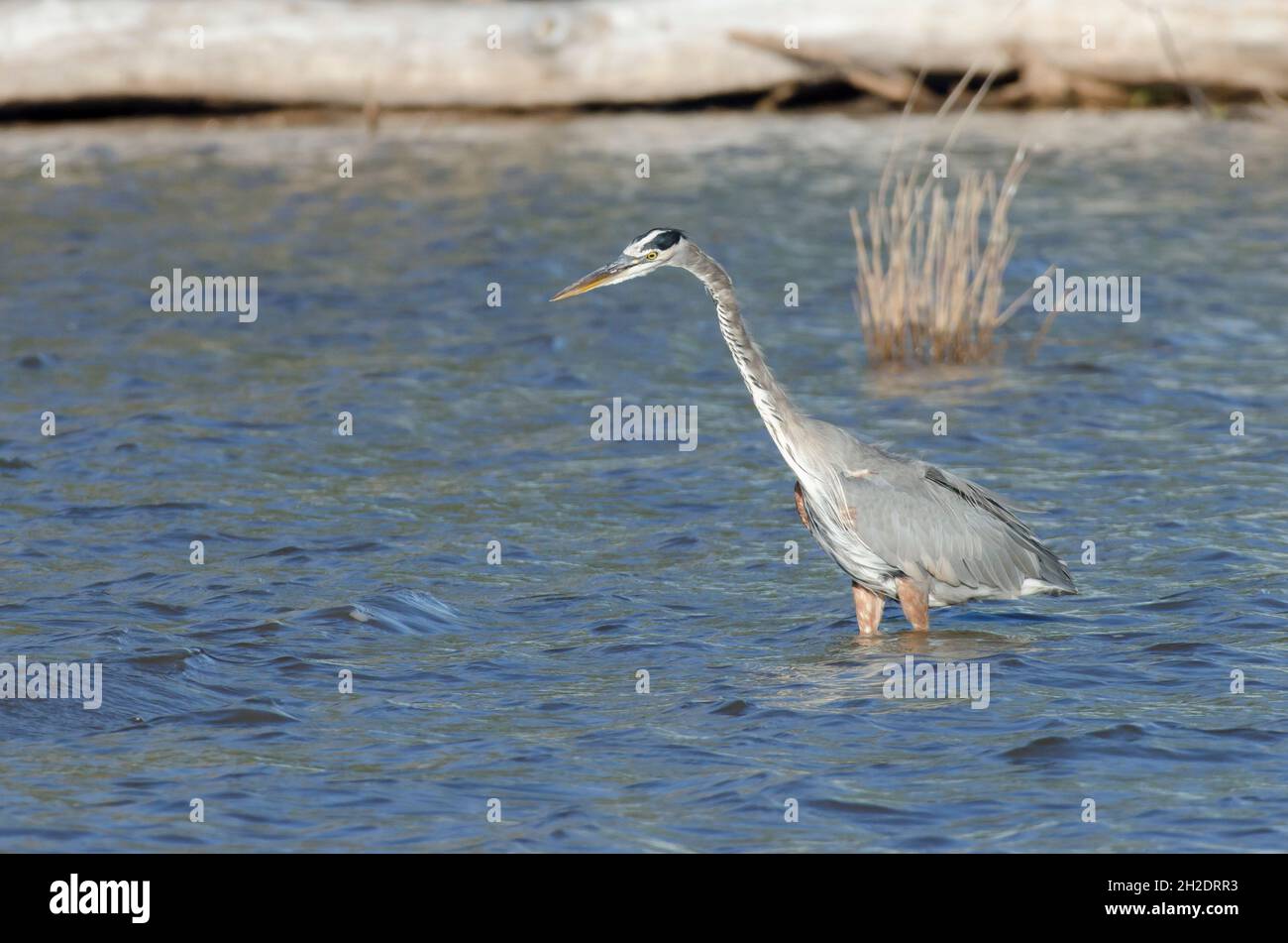 Stalking bird hi-res stock photography and images - Alamy