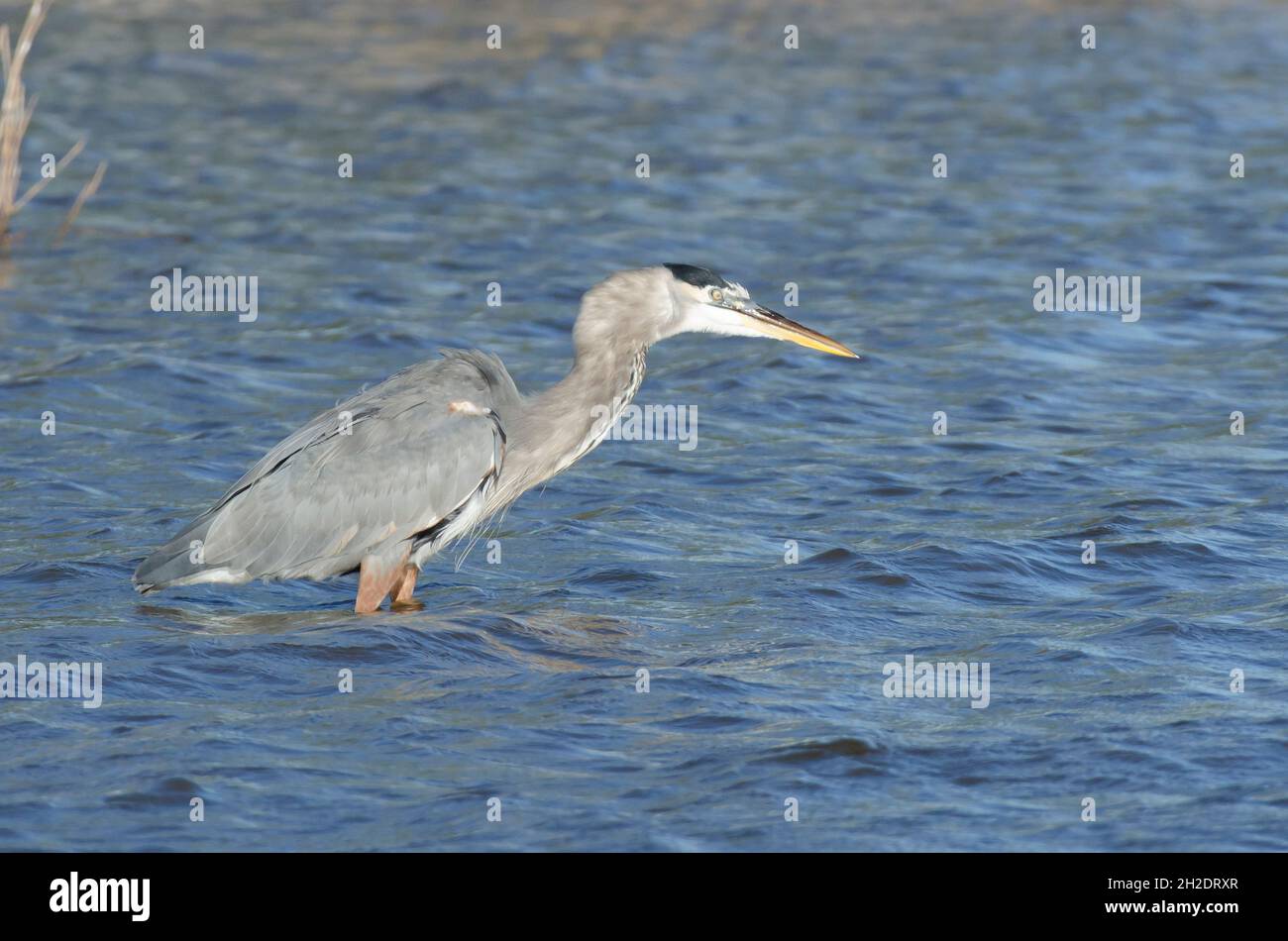 After feeding, Great Blue Heron, Ardea herodias, shakes off excess ...