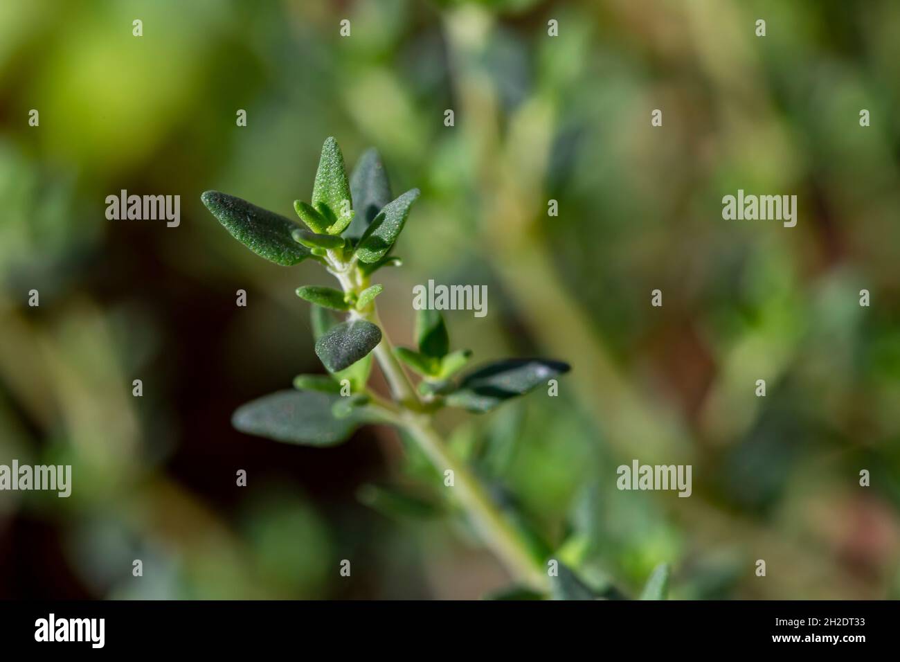 Closeup of thyme plants Stock Photo - Alamy