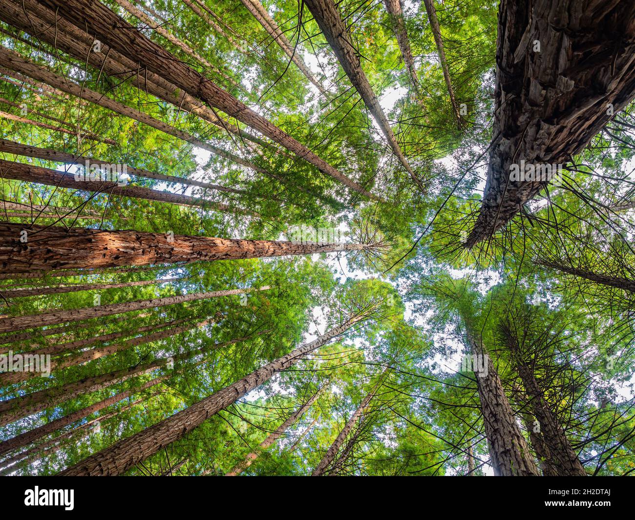 Low angle shot of the tall trees in a Cantabria redwood forest Stock ...