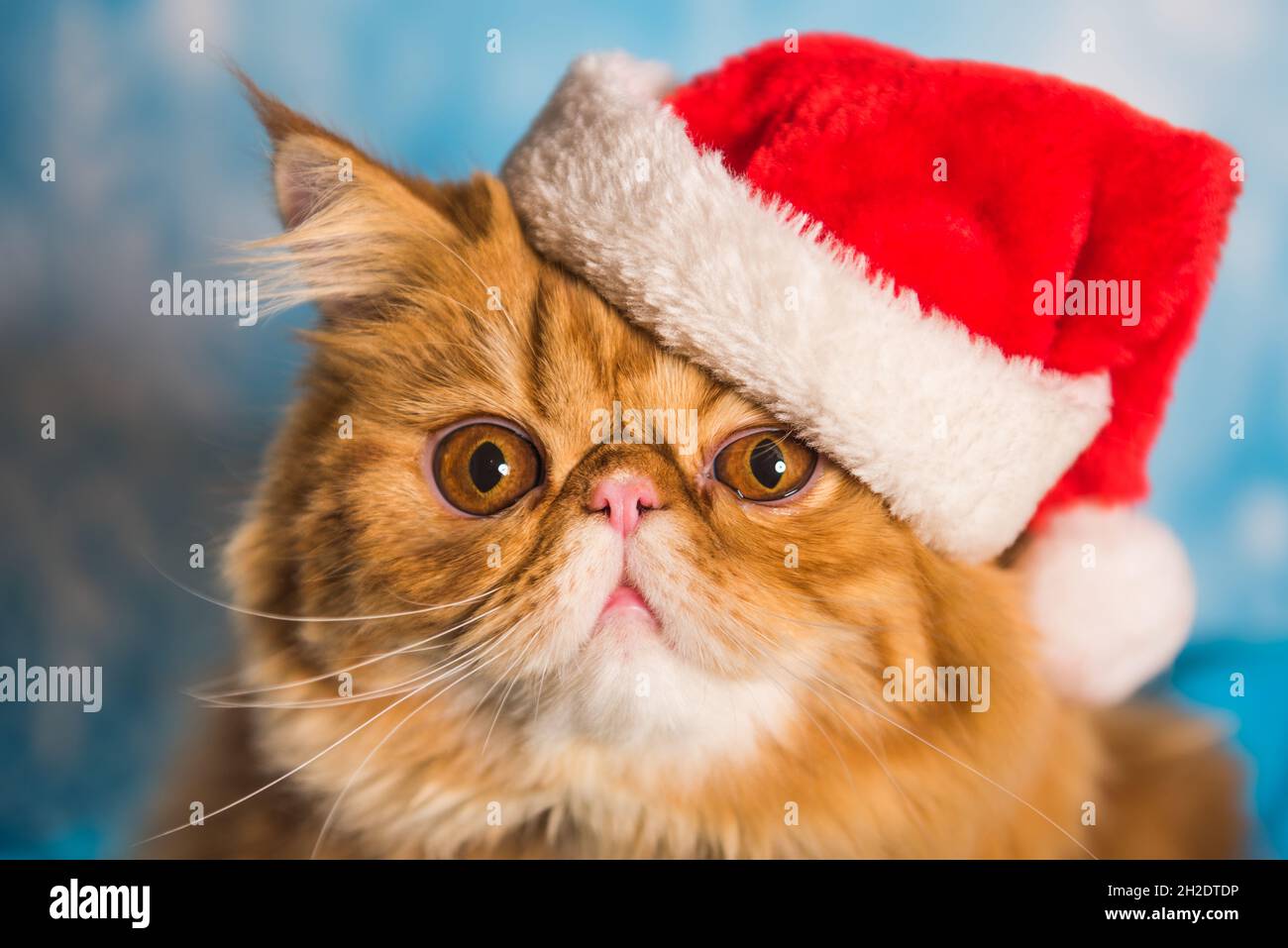 Angry santa cat hi-res stock photography and images - Alamy
