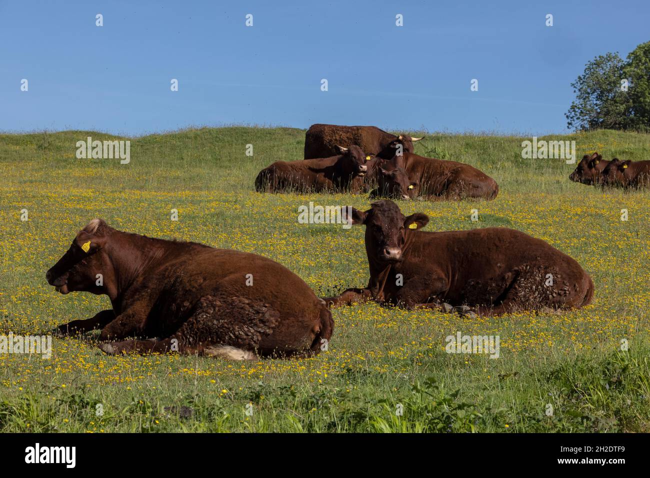 Red Ruby Devon cattle pasturing on species-rich chalk grassland ...
