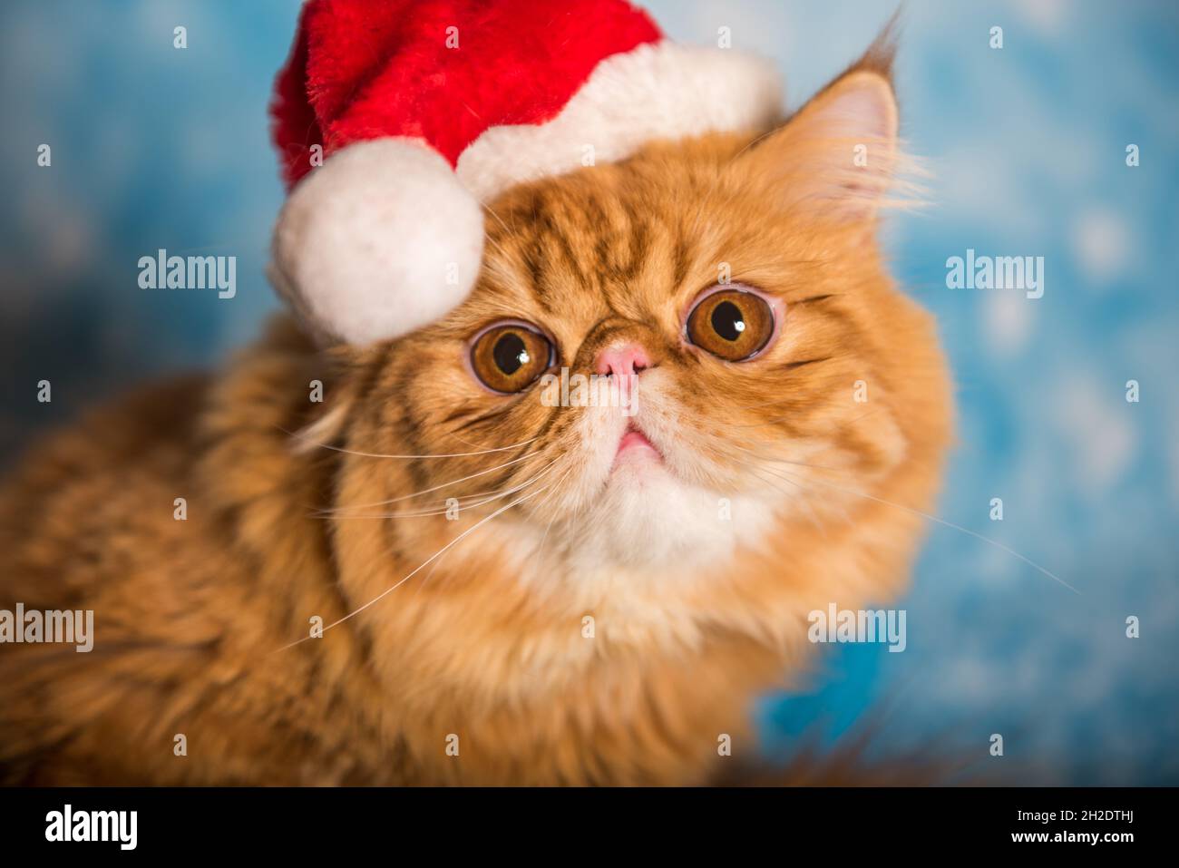 Angry santa cat hi-res stock photography and images - Alamy