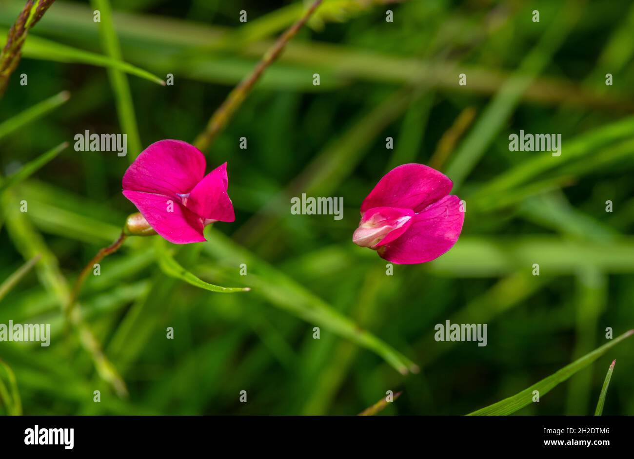 Grass vetchling, Lathyrus nissolia, in flower in chalk grassland ...