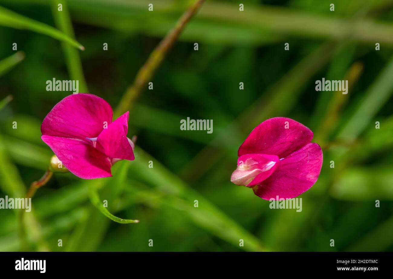 Grass vetchling, Lathyrus nissolia, in flower in chalk grassland ...