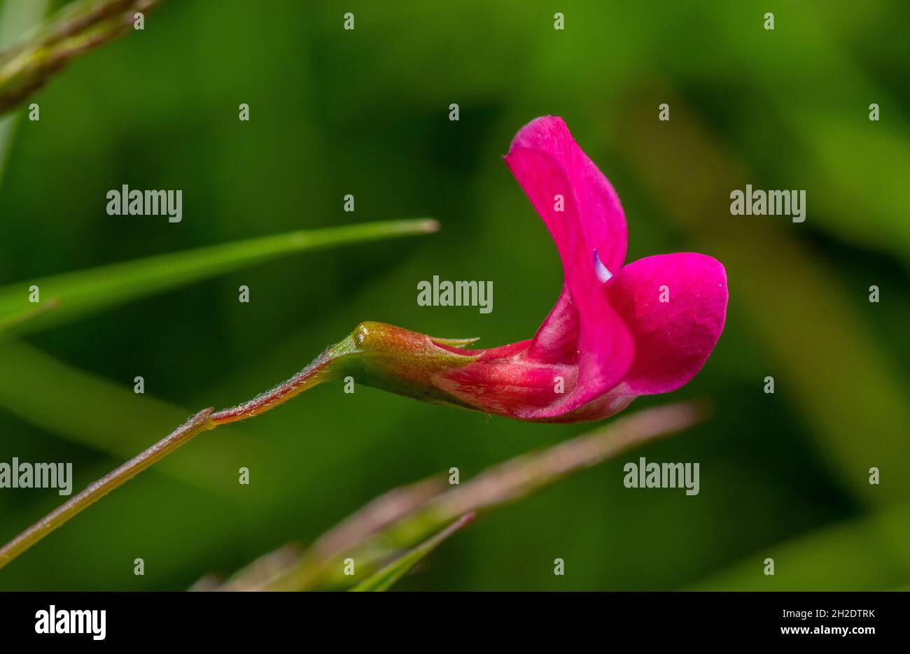 Grass vetchling lathyrus nissolia hi-res stock photography and images ...