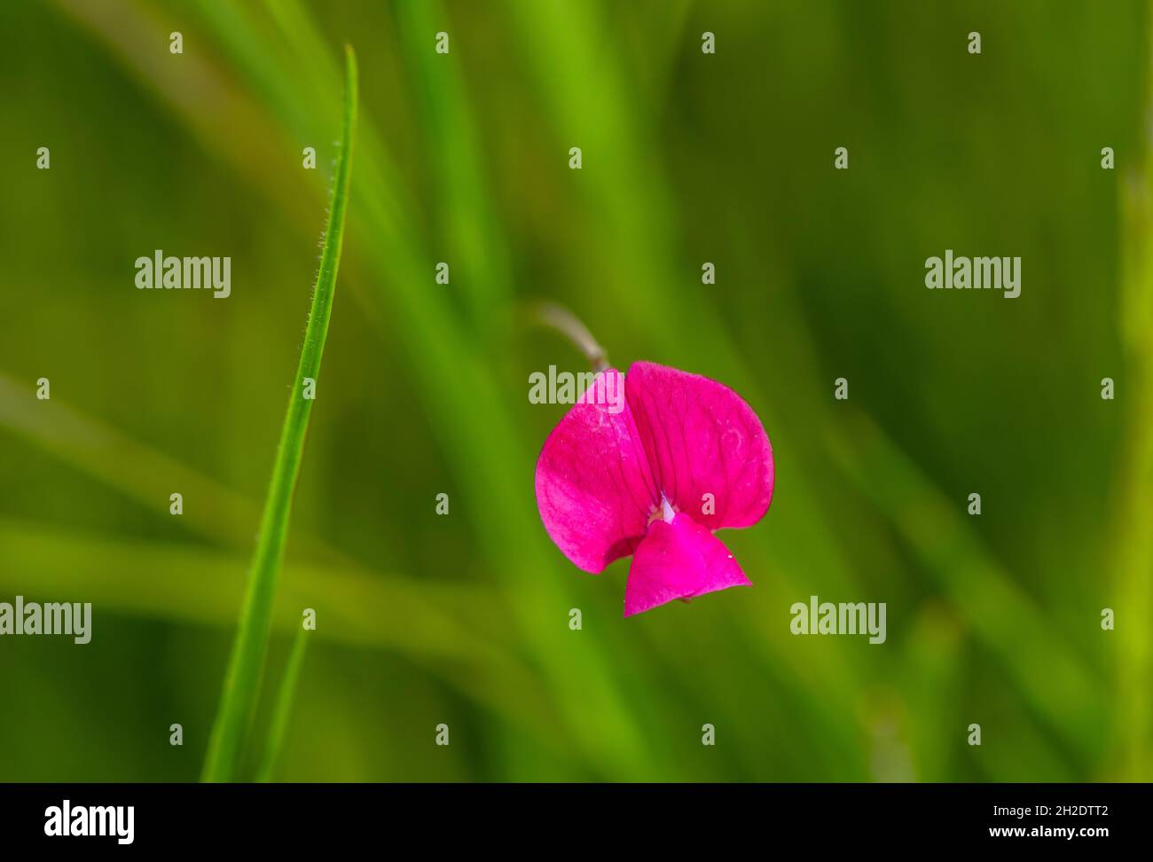 Grass vetchling, Lathyrus nissolia, in flower in chalk grassland ...