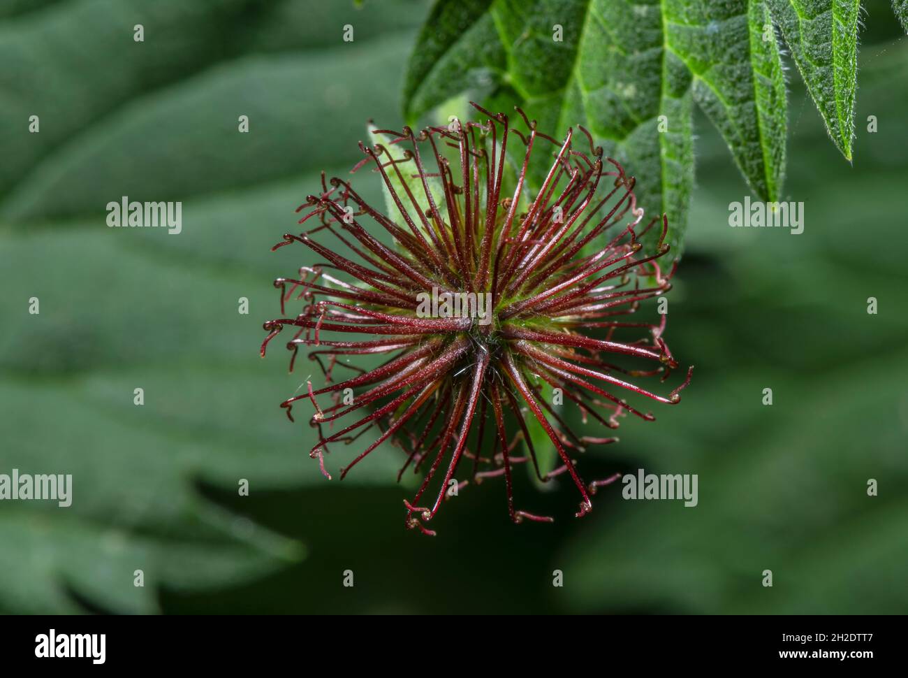Hooked seed heads hi-res stock photography and images - Alamy