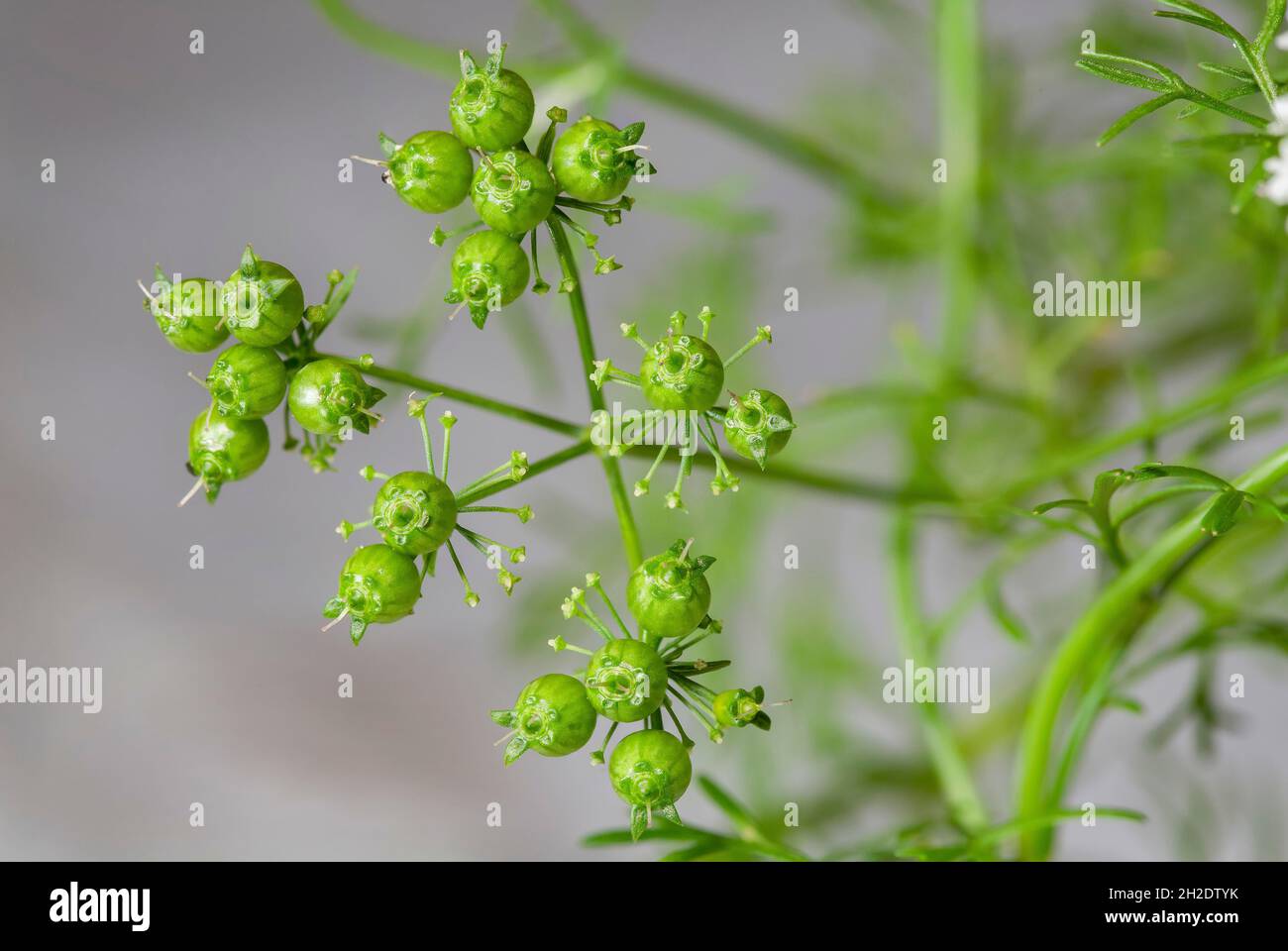 Coriandrum sativum plant hi-res stock photography and images - Alamy