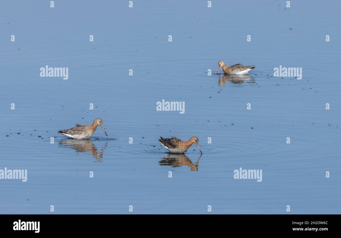 Bar-tailed godwits, Limosa lapponica, in summer plumage, feeding in ...