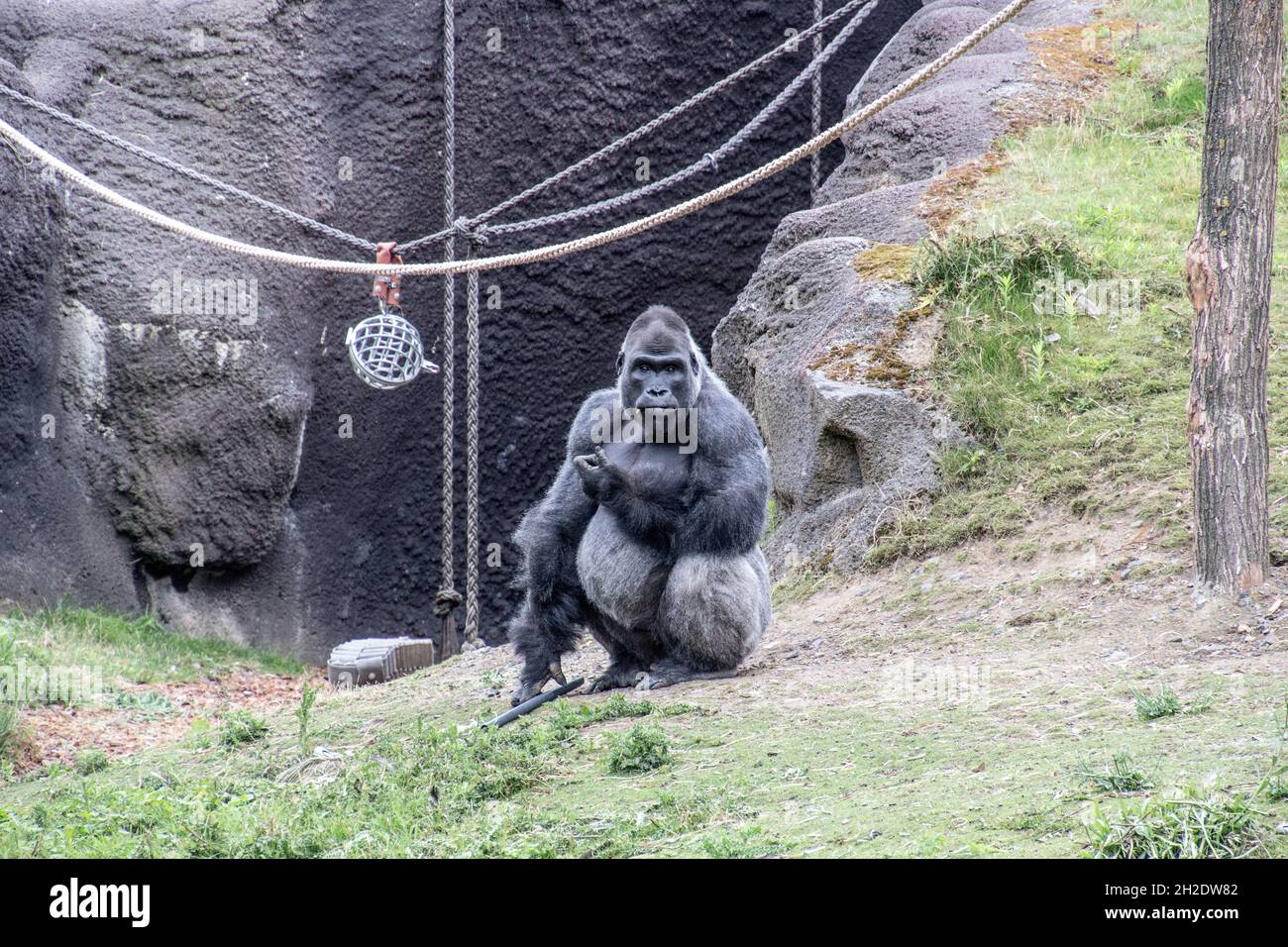 Gorilla in the zoo Stock Photo - Alamy