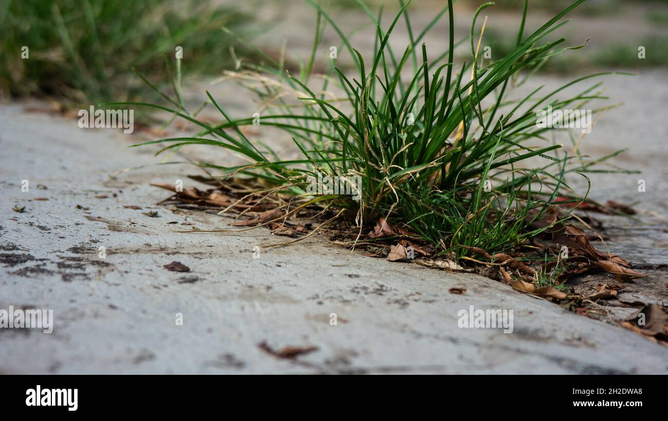 Closeup shot of grass in root Stock Photo - Alamy