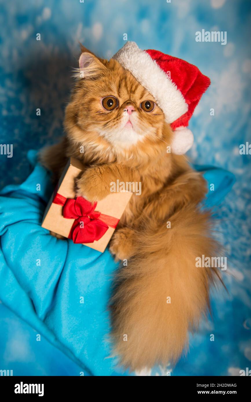 Christmas Persian Kittens