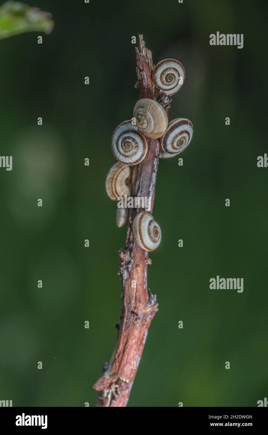 Aestivating cluster of Brown-lipped snails, Cepaea nemoralis, on twig ...