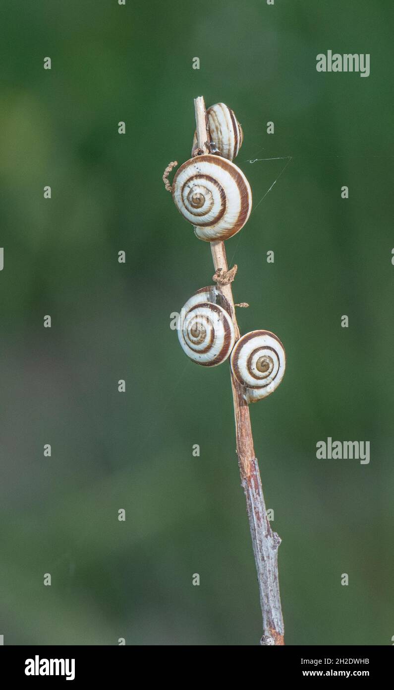 Aestivating cluster of Brown-lipped snails, Cepaea nemoralis, on twig ...