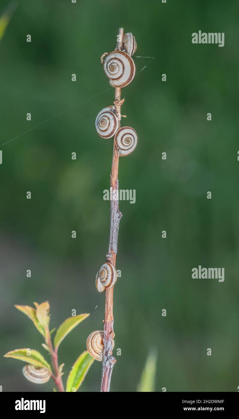 Aestivating cluster of Brown-lipped snails, Cepaea nemoralis, on twig ...