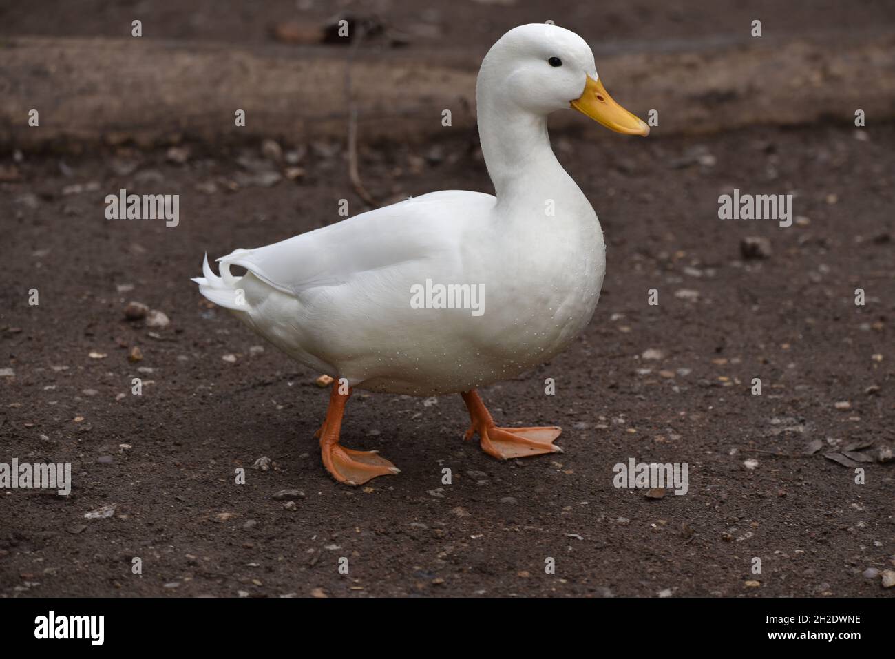 Close-Up, Right-Profile, Full-Body, Portrait of a White Duck Walking ...